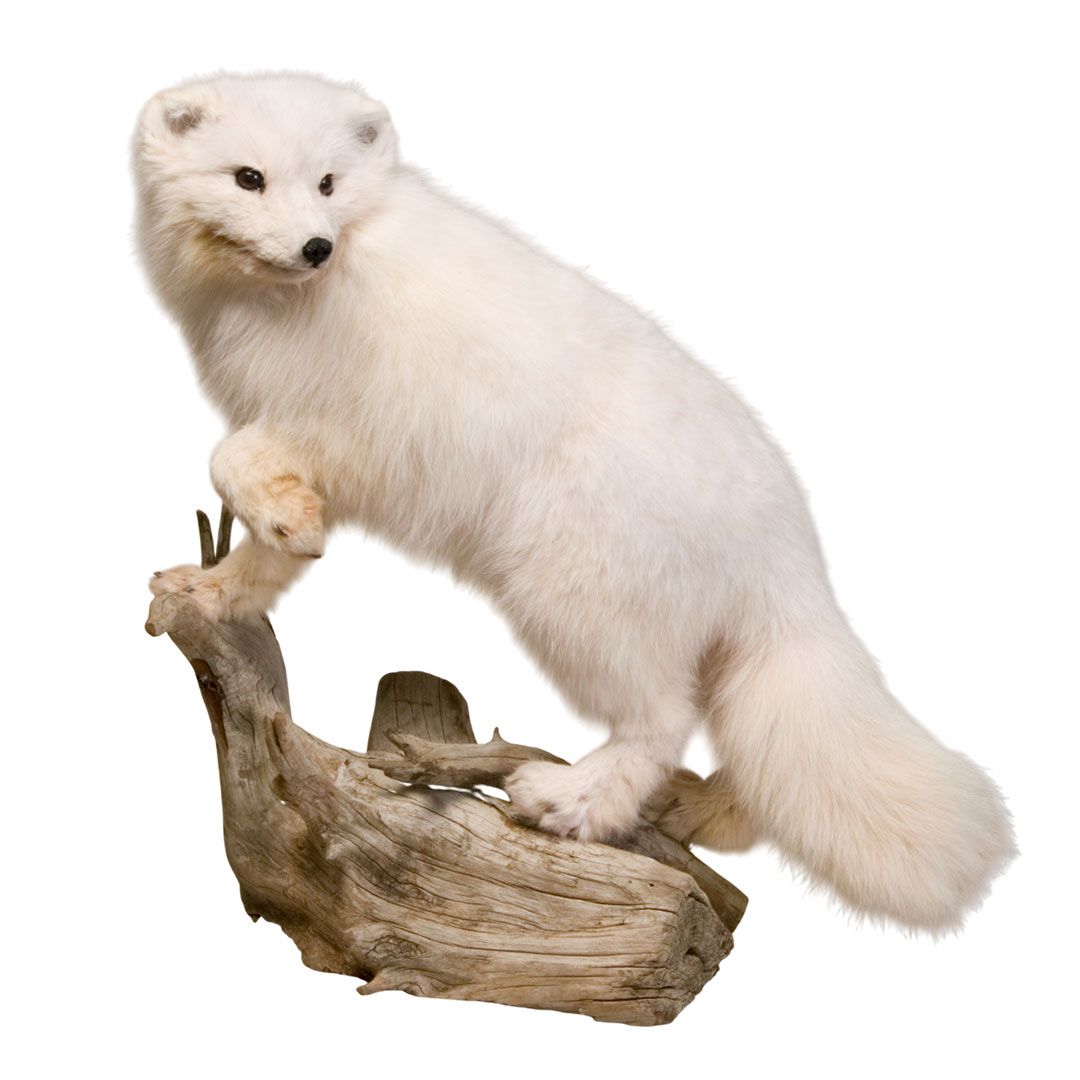 Silver Fox Taxidermy