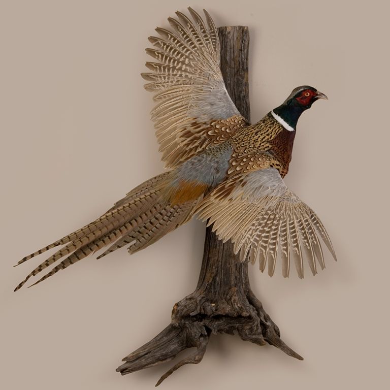 Pheasant Trophy Mount